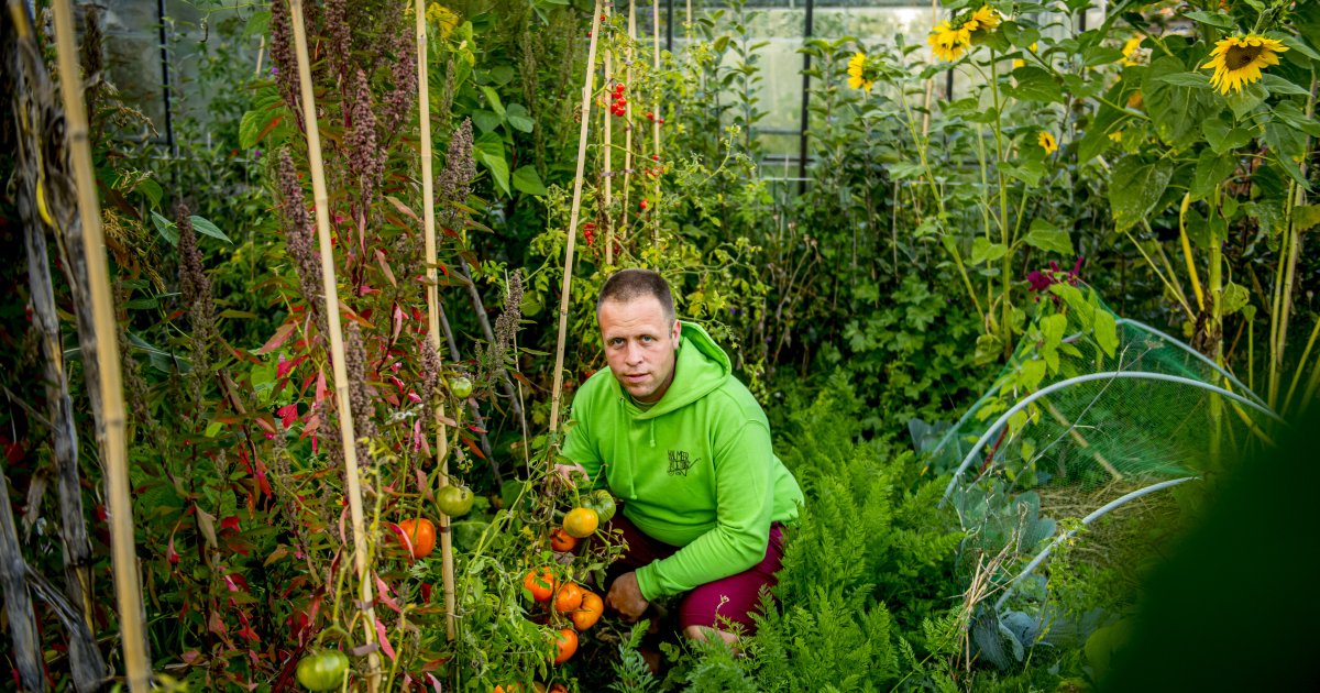 Het project van de robuuste tomaten | Velt